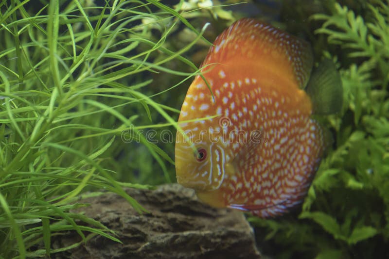 A freshwater discus fish stock photo. Image of underwater - 102480704