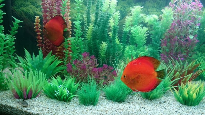 Discus fish stock image. Image of natural, life, species - 52474705