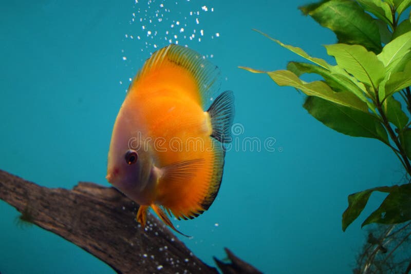 Discus Fish (Pompadour), Red Discus Stock Photo - Image of freshwater ...
