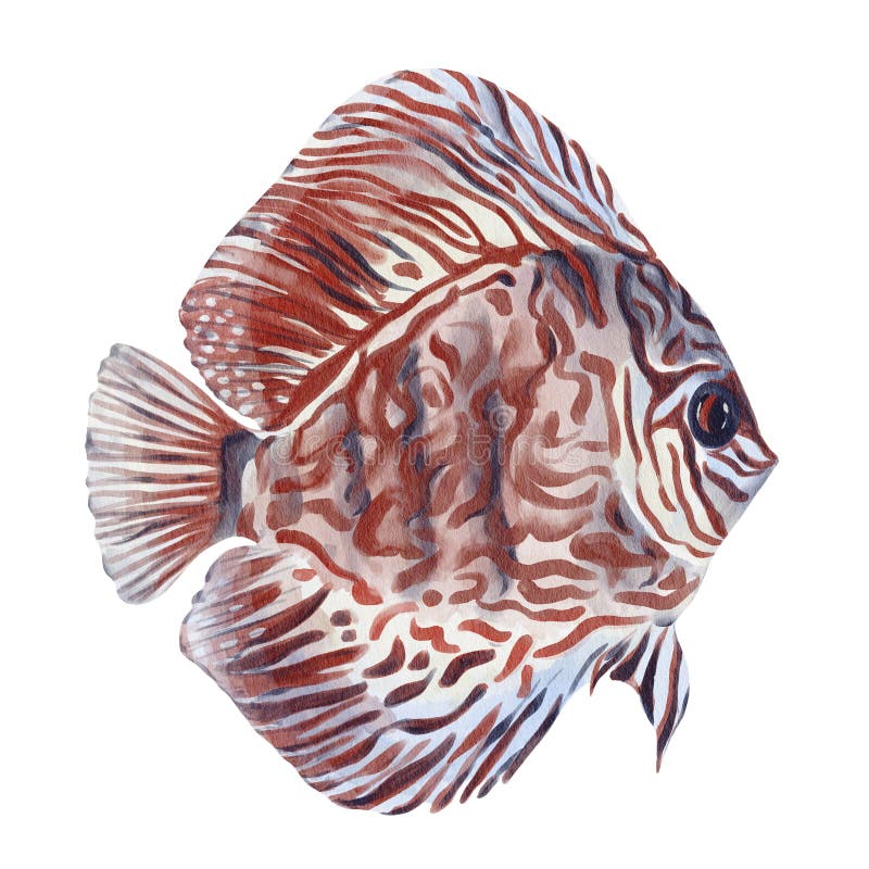 Discus Fish. Red Patterns on the Stock Image - Image of wildlife ...