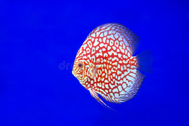 Discus Fish Red Snake Skin Illustration Stock Image - Image of spotted ...