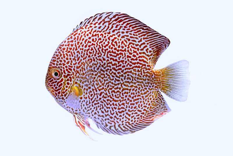 Types Of Discus Fish