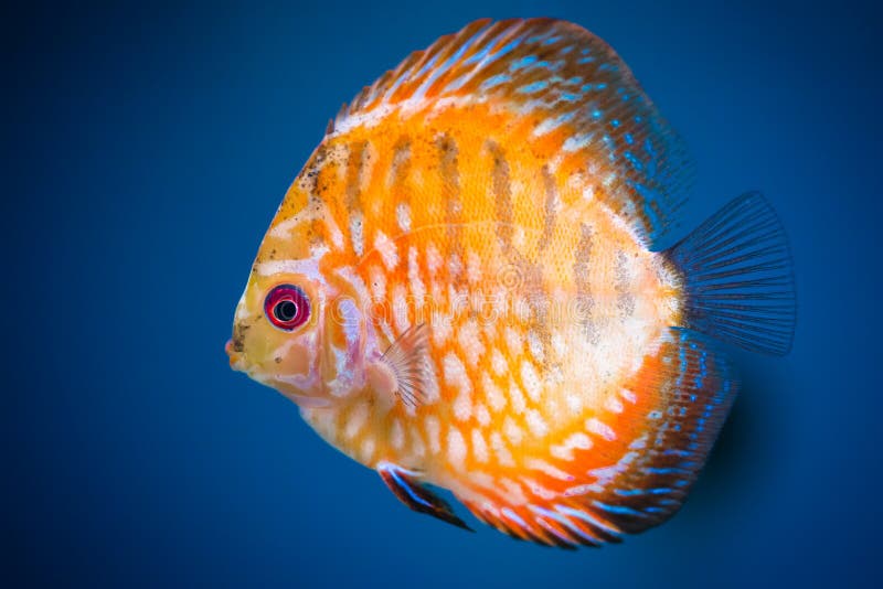 Discus fish stock photo. Image of animal, aquarium, river - 102077878