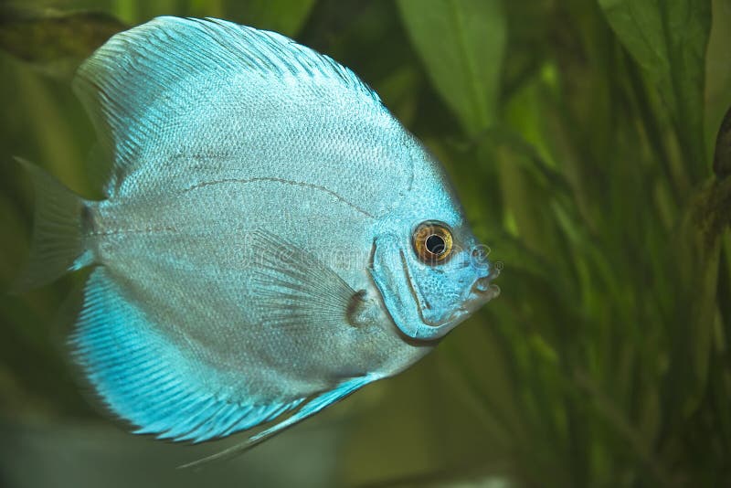 White Llama stock image. Image of outdoors, farm, wool - 17248967