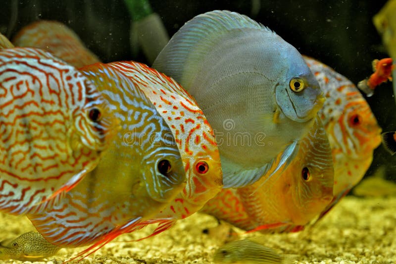 Discus Fish Symphysodon Aequifasciatus in Aquarium Stock Image - Image ...