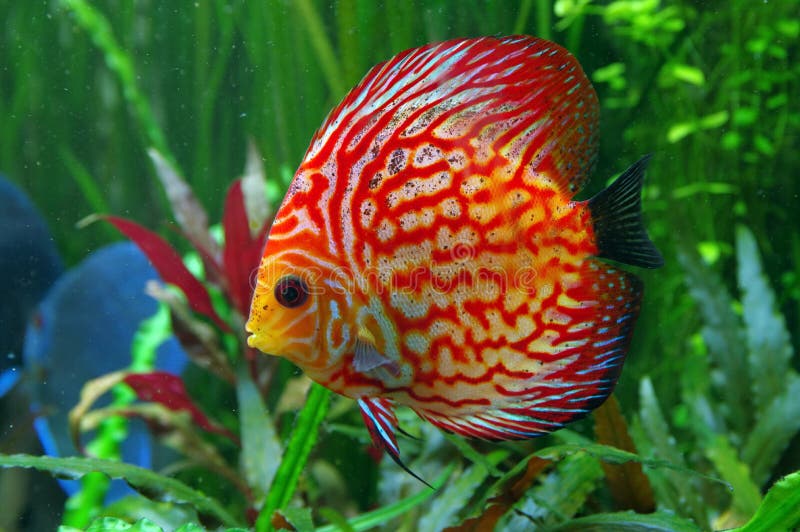 Discus fish stock image. Image of freedom, disc, nice - 49382371