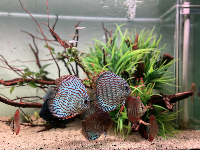 Discus fish tank aquarium stock image. Image of plant - 347965599