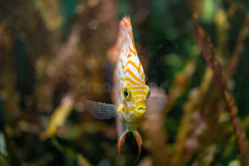 Discus Fish Under the Water among Algae. Front View Stock Photo - Image ...