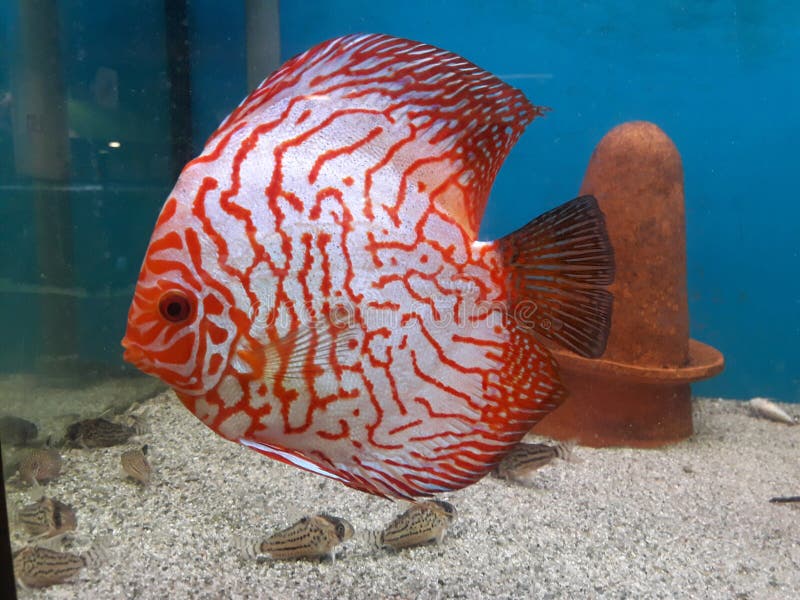 Discus stock image. Image of water, swimming, fish, discus - 106757415