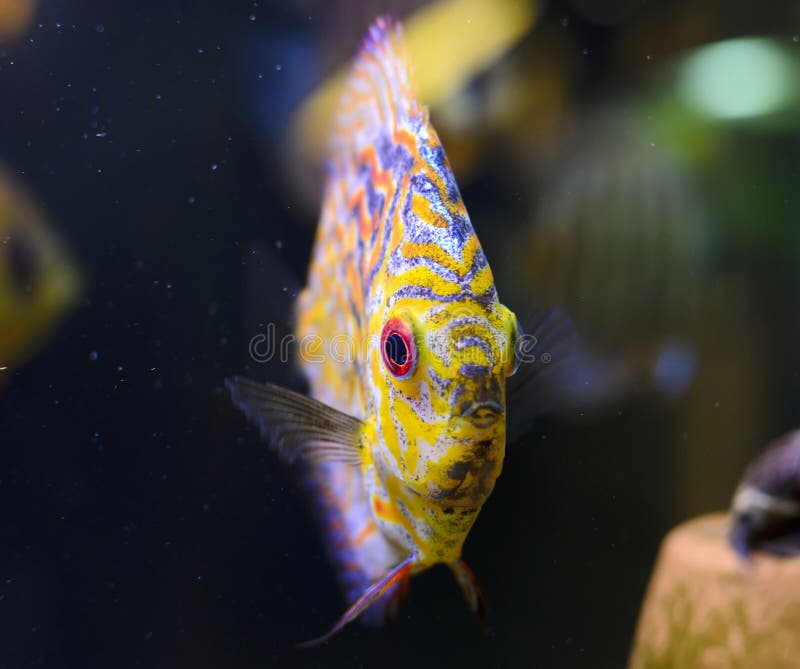 Discus Fish, Yellow Symphysodon Discus. Stock Image - Image of fishtank ...