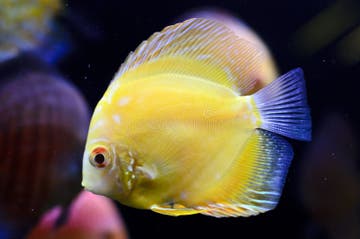 1,143 Yellow Discus Fish Aquarium Stock Photos - Free & Royalty-Free ...