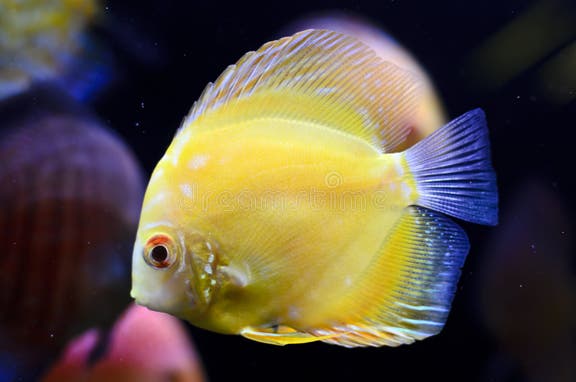 1,143 Yellow Discus Fish Aquarium Stock Photos - Free & Royalty-Free ...