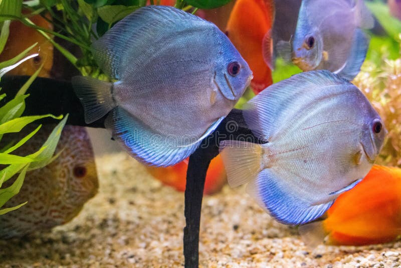 Diskusfisk arkivfoto. Bild av diamant, grön, rött, fisk - 156062286