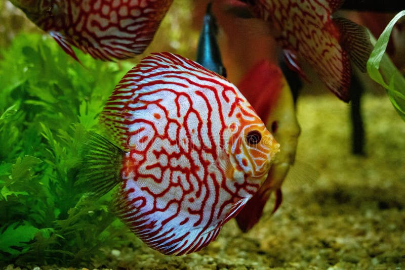 Diskusfisk arkivfoto. Bild av diamant, grön, rött, fisk - 156062286