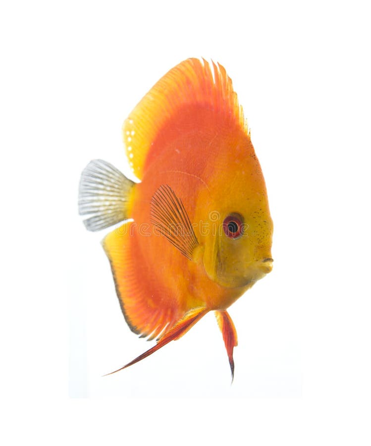 Blue spotted fish Discus stock image. Image of reef, beauty - 28529625