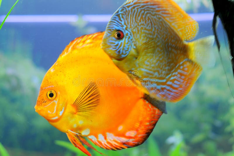 Discus fish stock image. Image of aquarium, aqua, fish - 3065917