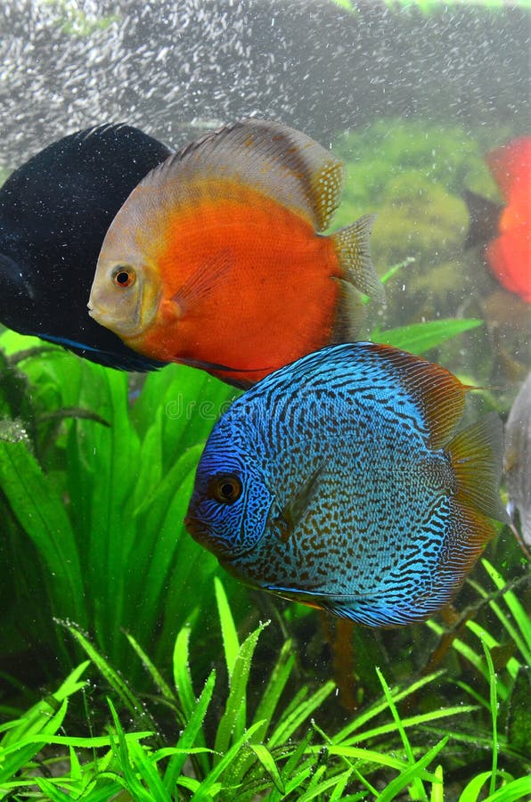 Exotic Aquarium with Tropical Discus Fish Stock Photo - Image of green ...