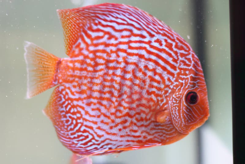 Discus red stock photo. Image of fish, scarce, adult - 76725854