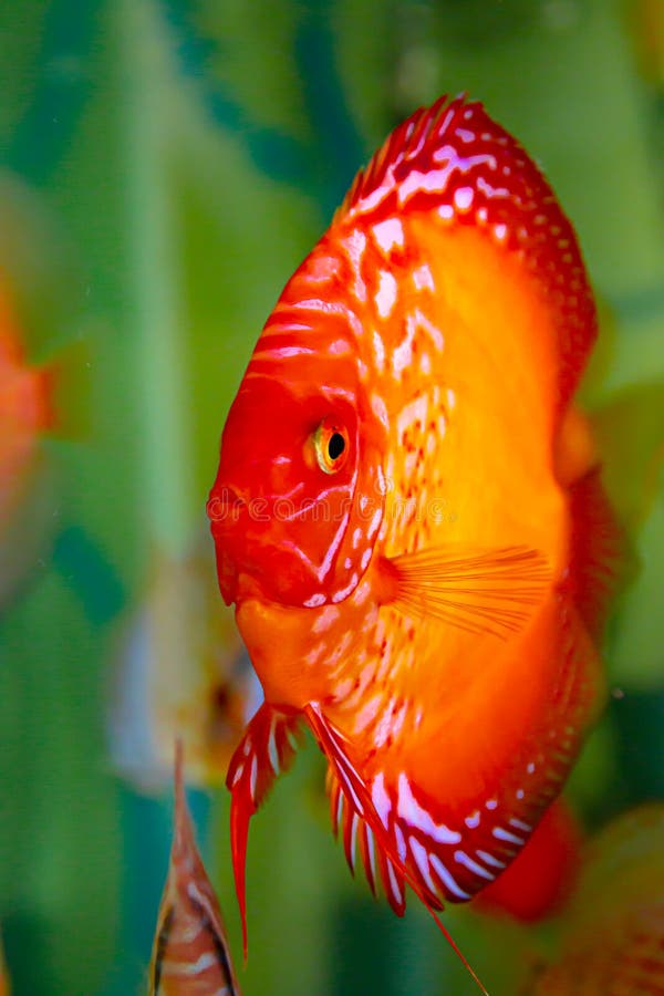 Red Marlboro discus fish stock photo. Image of plant - 52474810