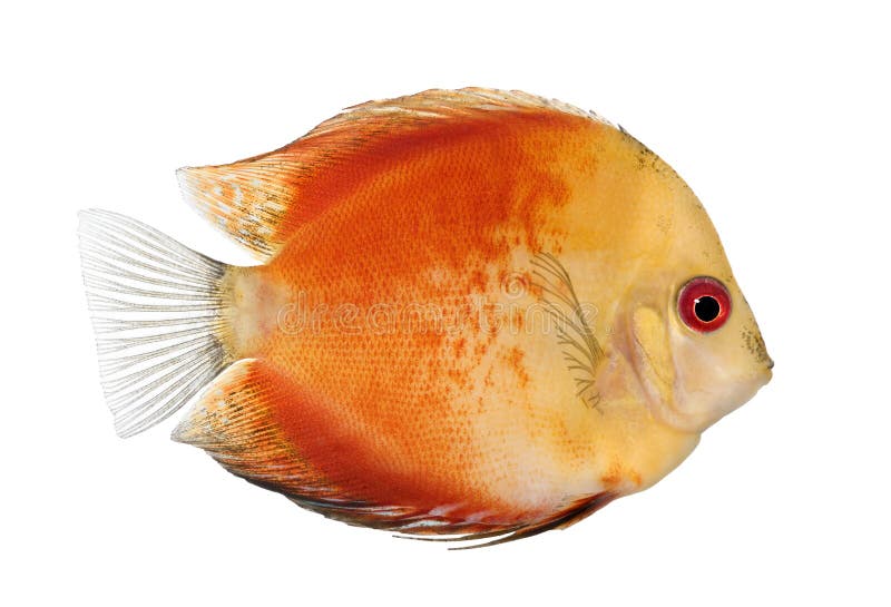 Discus Rosso Del Fuoco (pesce) - Aequifasciatu Di Symphysodon Immagine ...