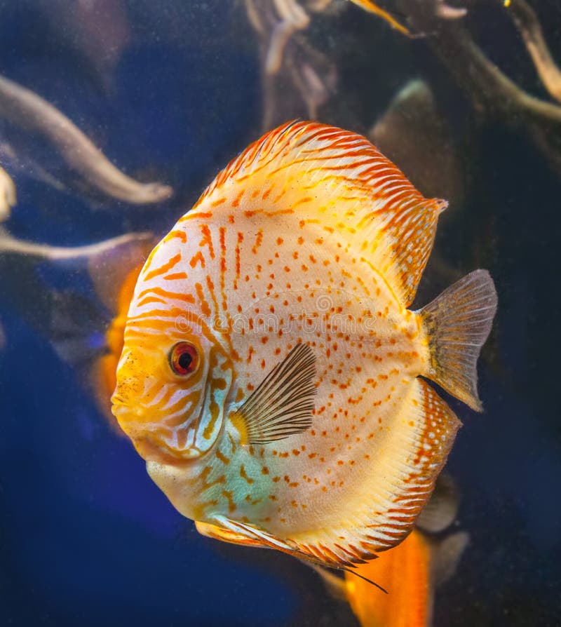 Discus (Symphysodon Discus) Stock Image - Image of aquarium, atlantic ...
