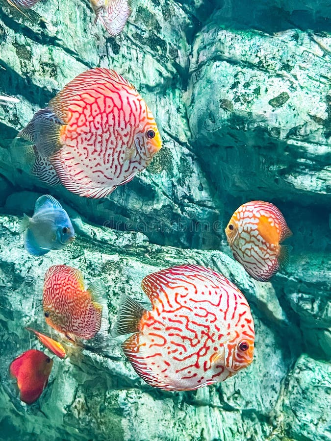 Discus (Symphysodon) Fish Swimming Underwater in Aquarium Stock Image ...
