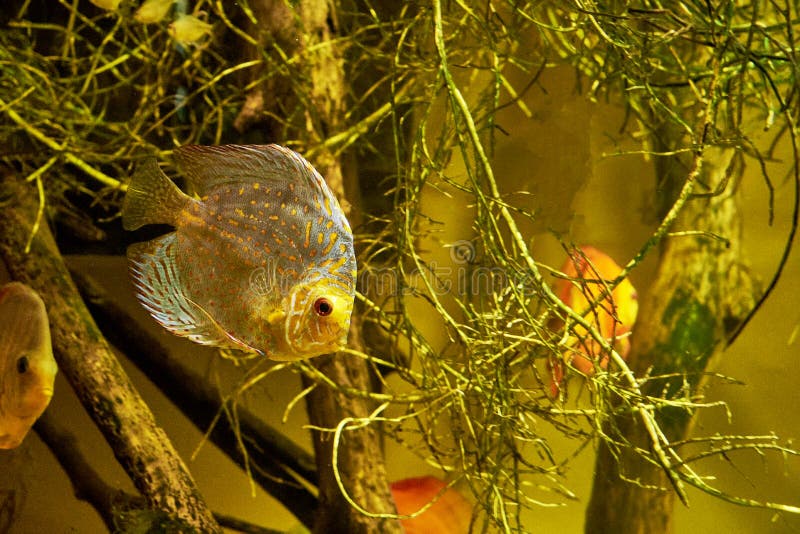 Discus Symphysodon is a Genus of Cichlid Fish, Widely Distributed in ...