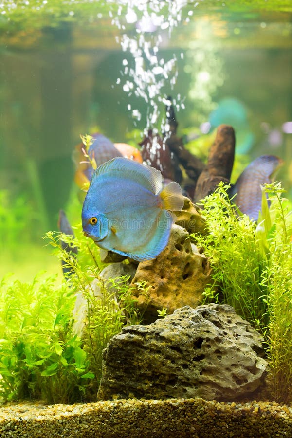 Discus Symphysodon, Multi-colored Cichlids in the Aquarium Stock Image ...