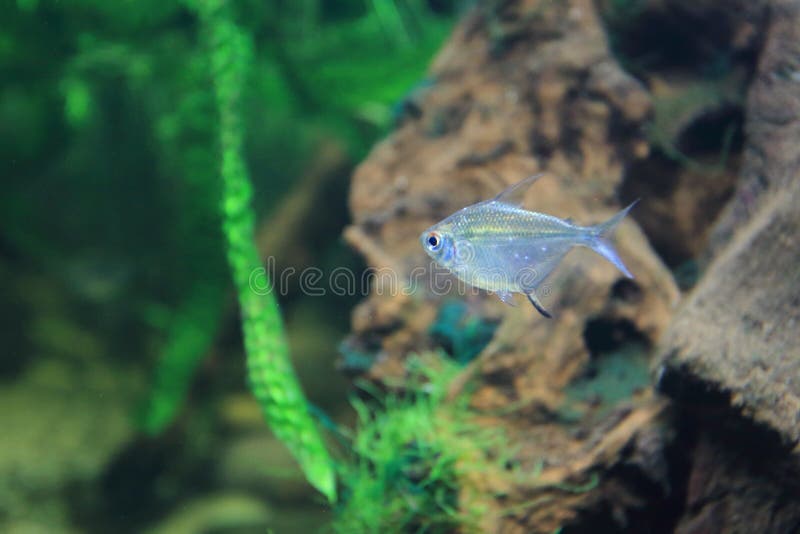 Tetra stock image. Image of aquarium, river, lakes, sanctaefilomenae ...