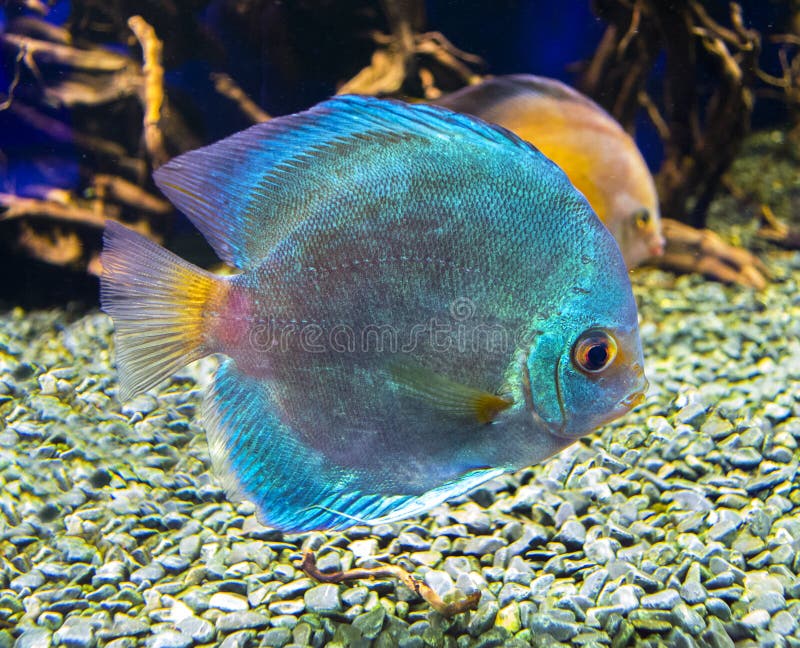 Discus for Aquarium Saltwater Fish Stock Photo - Image of marine, plant ...