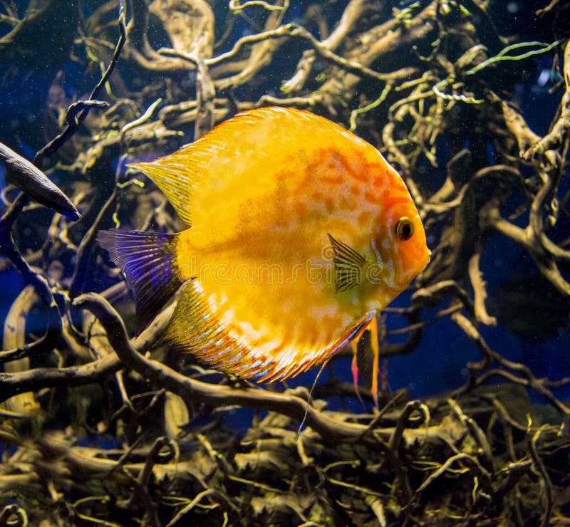 Discus for Aquarium Saltwater Fish Stock Photo - Image of marine, plant ...