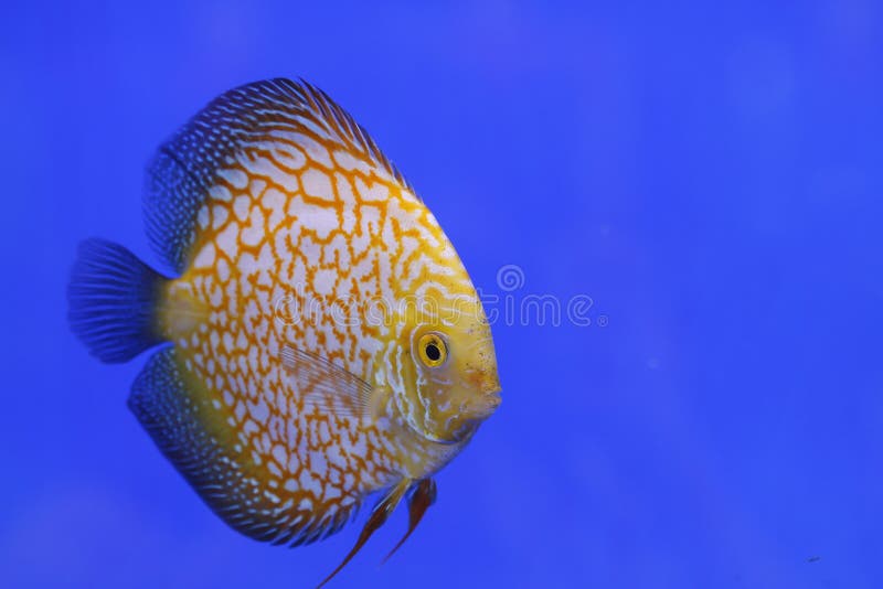Discus tropical fish stock image. Image of fish, manaus - 26481749