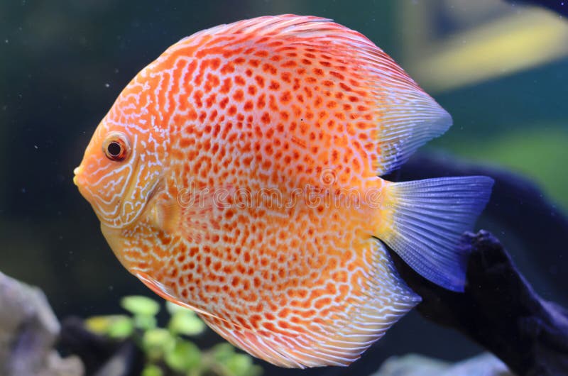 Discusfische, Orange Symphysodon Discus. Stockfoto - Bild von amazonas ...