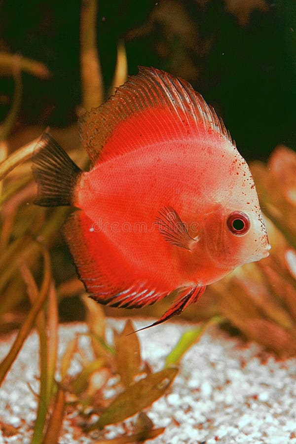 Discusfish white face stock image. Image of exhibit, unterwater - 6857929
