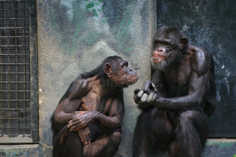 Chimpanzee talking stock image. Image of single, monkeys - 616633