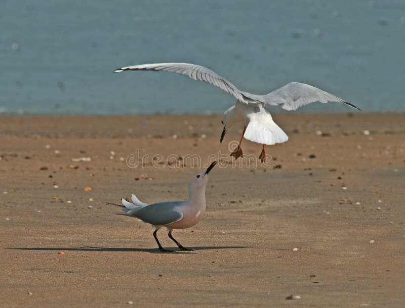 Quattro Gabbiani Che Cercano Alimento Immagine Stock - Immagine di ...