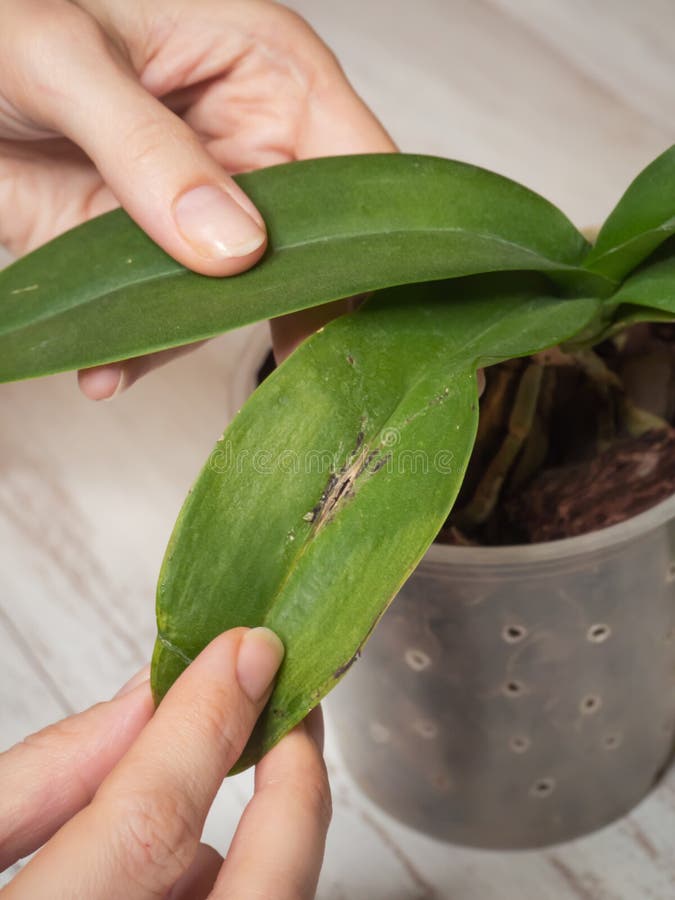 Disease on the Leaf of an Orchid. Stock Photo - Image of gardening ...