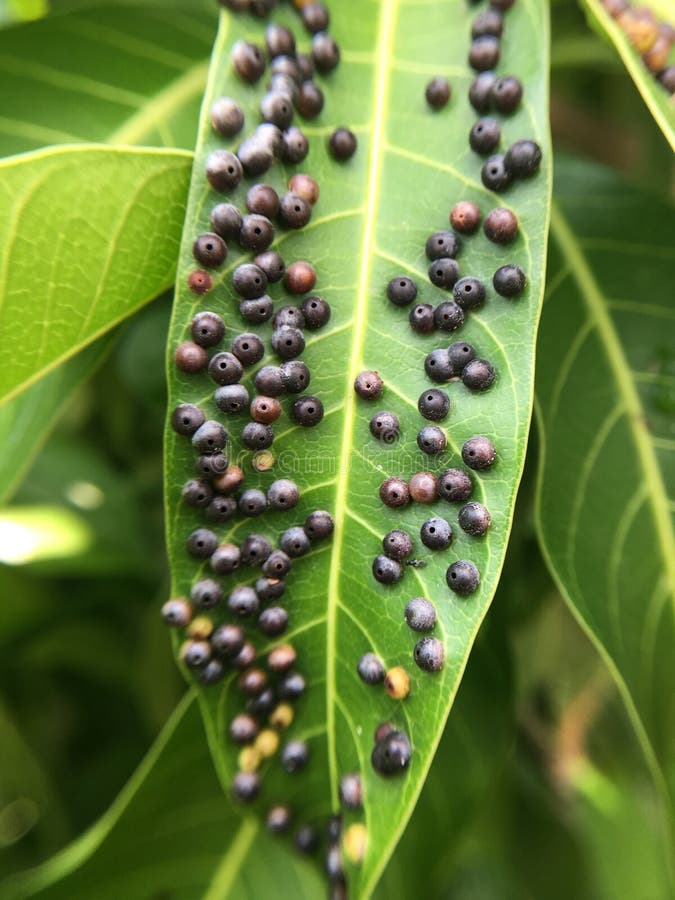 Disease on mango leaves stock image. Image of anthracnose - 196174529
