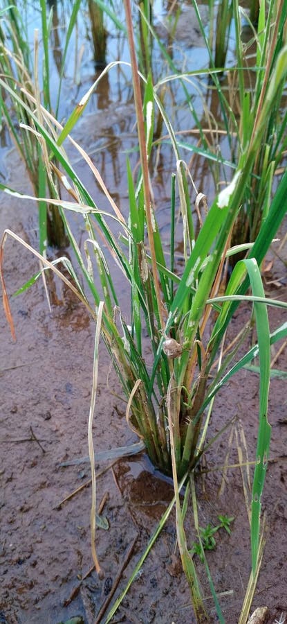 Disease in rice plant stock image. Image of plant, agriculture - 324840499