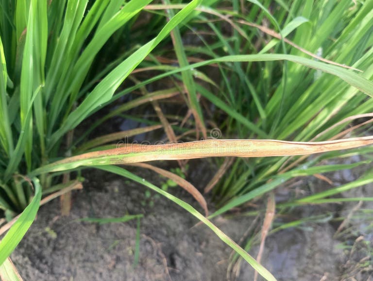 Disease in Rice Plant, because of Xantomononas, it Could Make Plant ...
