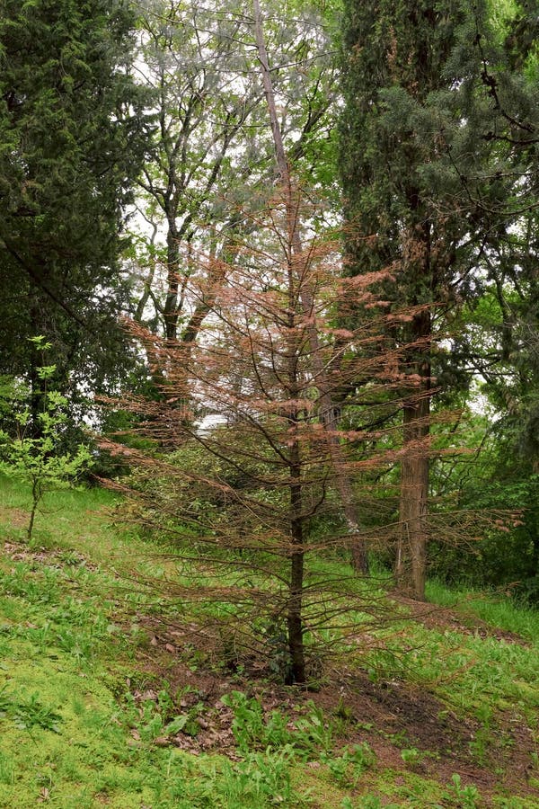 Disease of Spruce Plants. Dried Spruce Plant in the Mountains or Forest ...