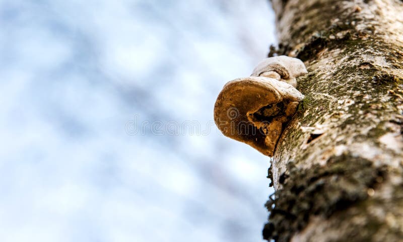 The Disease of the Tree. Birch Mushroom Stock Photo - Image of peek ...