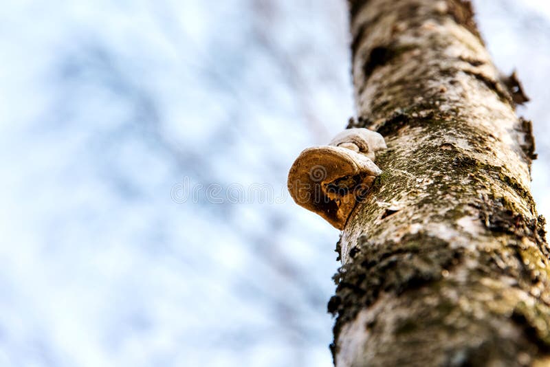 The Disease of the Tree. Birch Mushroom Stock Photo - Image of color ...