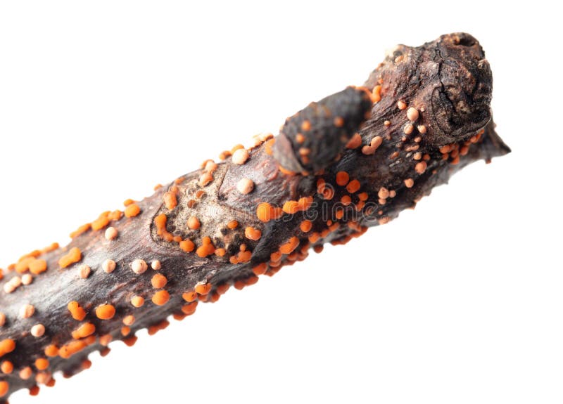 Disease on a Tree Branch Isolated on a White Background Stock Image ...