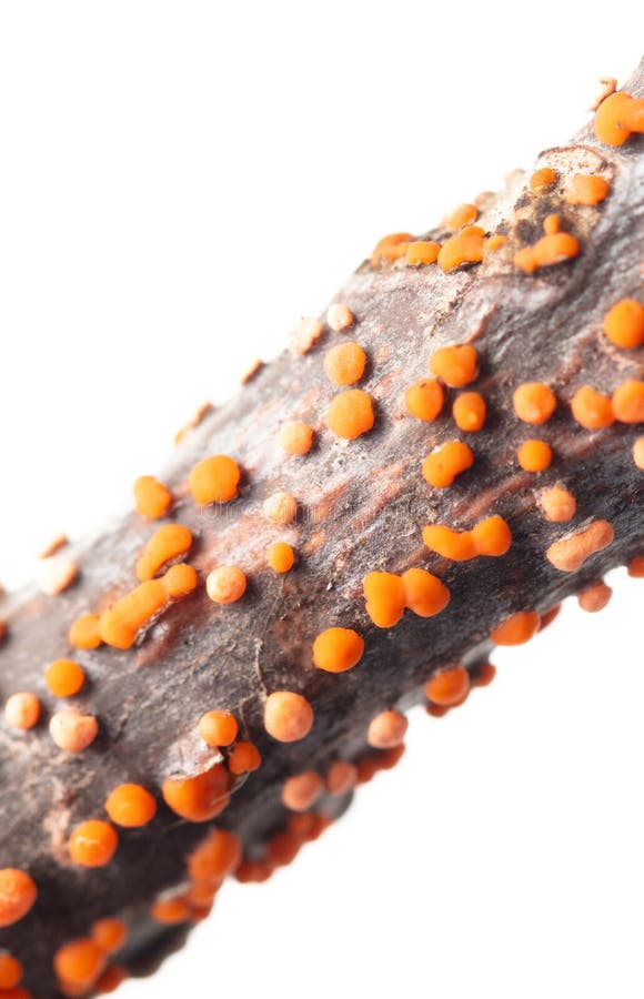 Disease on a Tree Branch Isolated on a White Background Stock Image ...
