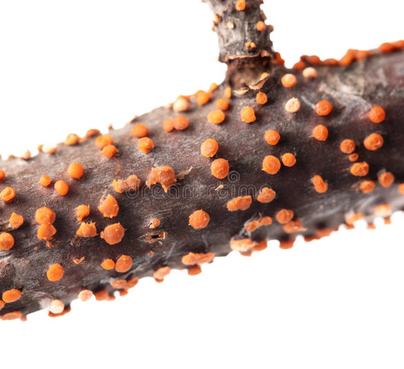 Disease on a Tree Branch Isolated on a White Background Stock Image ...