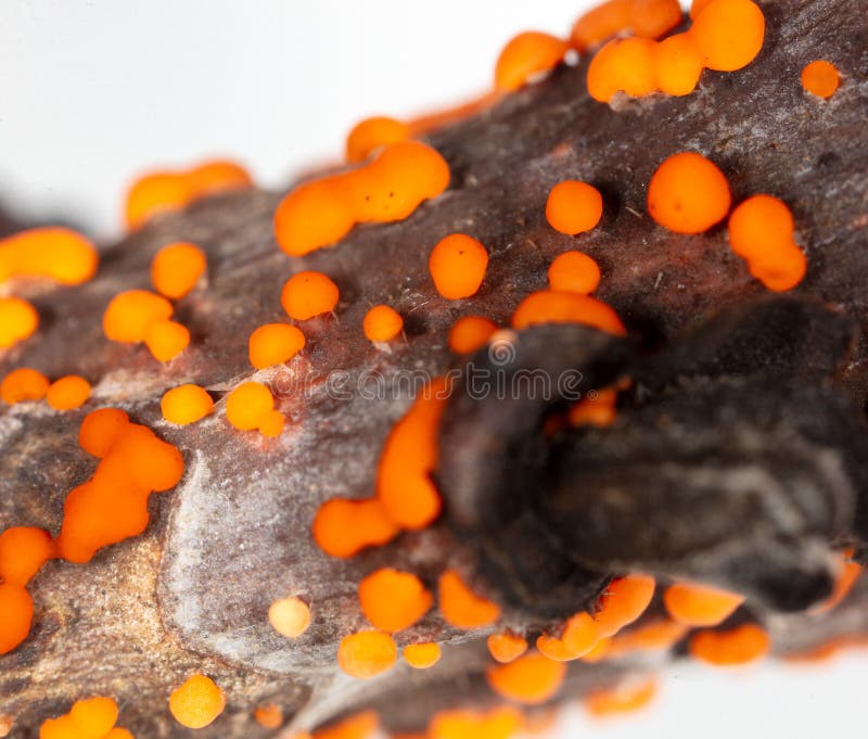 Disease on a Tree Branch Isolated on a White Background Stock Image ...