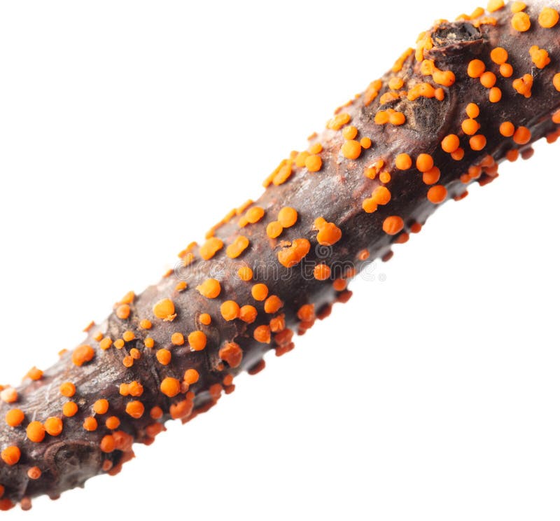 Disease on a Tree Branch Isolated on a White Background Stock Photo ...