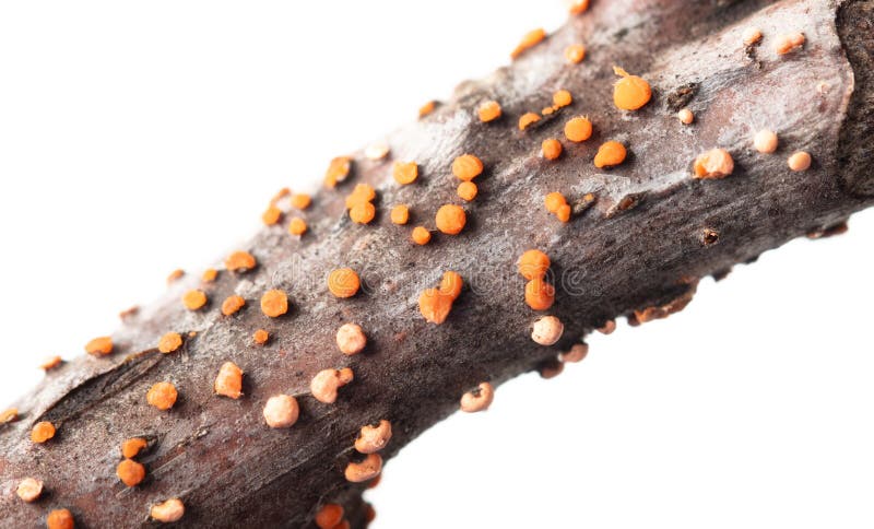Disease on a Tree Branch Isolated on a White Background Stock Photo ...