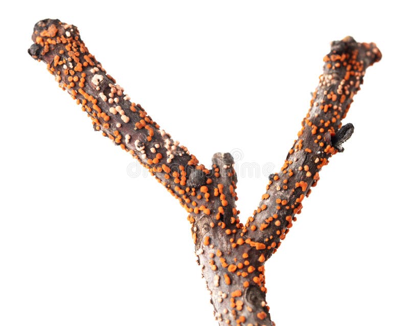 Disease on a Tree Branch Isolated on a White Background Stock Image ...